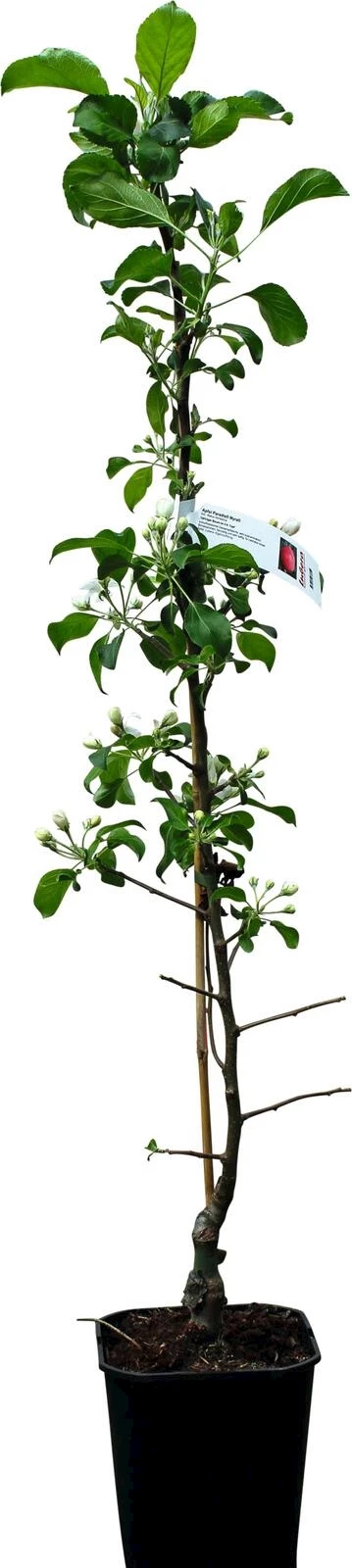 Apfelbaum Spalier P7.5 lt kaufen - Obst u. Beeren - LANDI