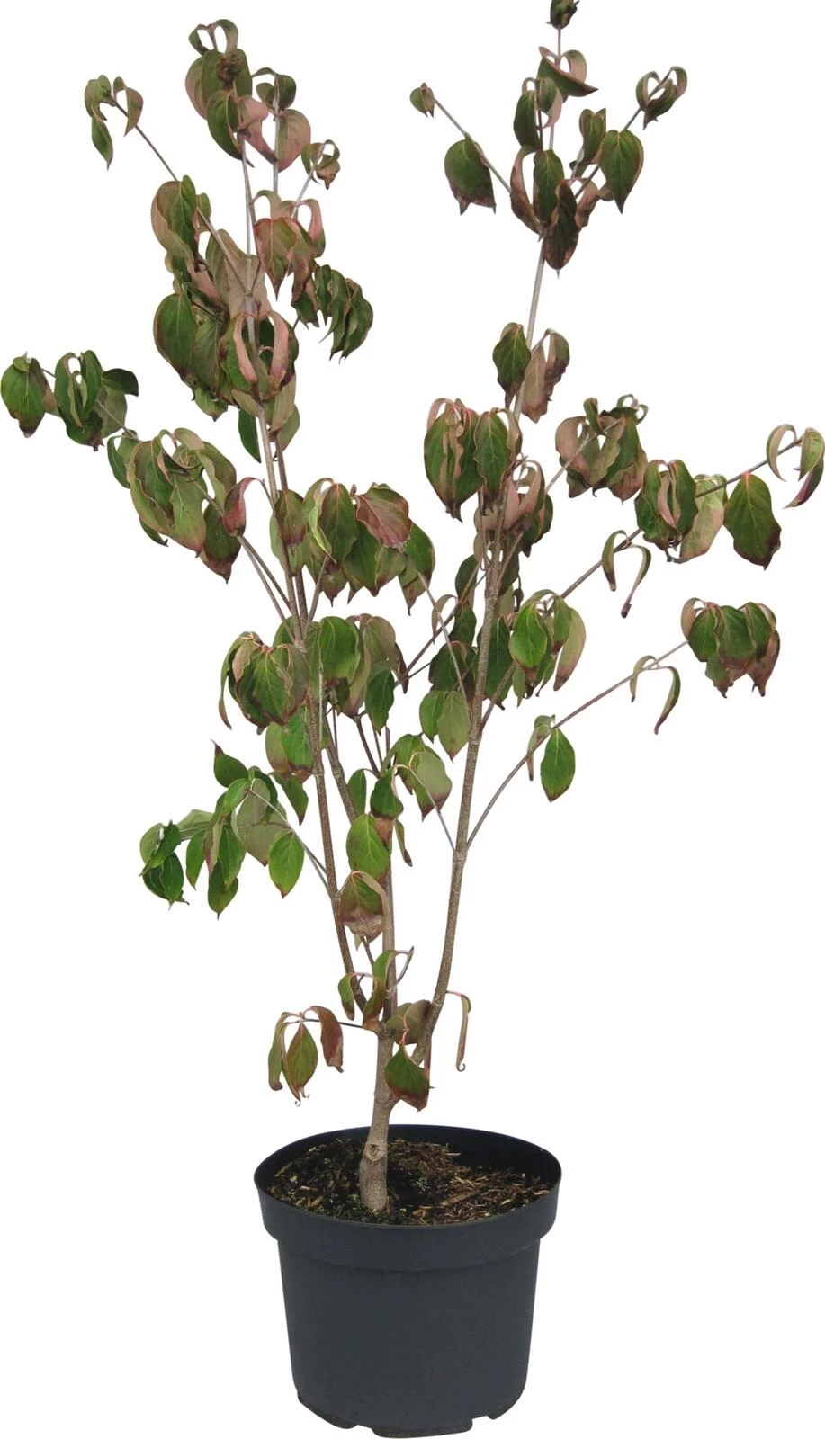 Cornus florida P10 l Acheter - Pépinière - LANDI