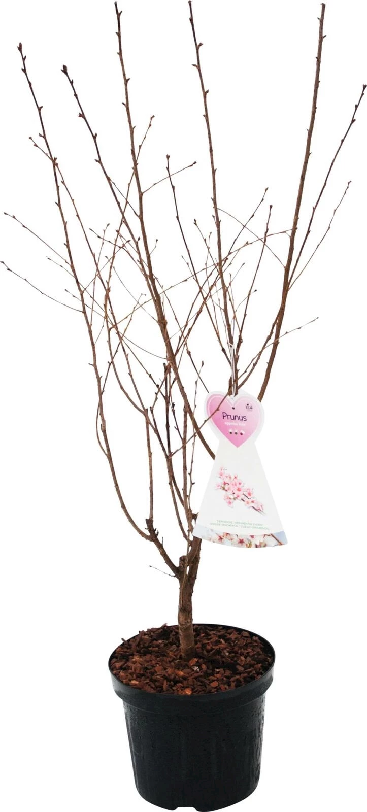 Prunus n. 'Ruby' P27 cm kaufen - Baumschule - LANDI