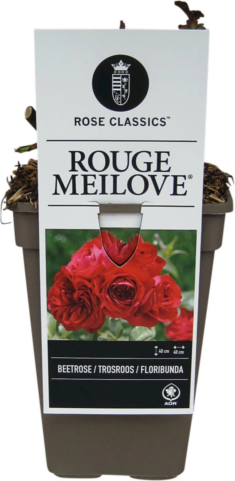 ADR Rose Rouge Meilove ® rot P19 cm kaufen - Kletterpflanzen u ...