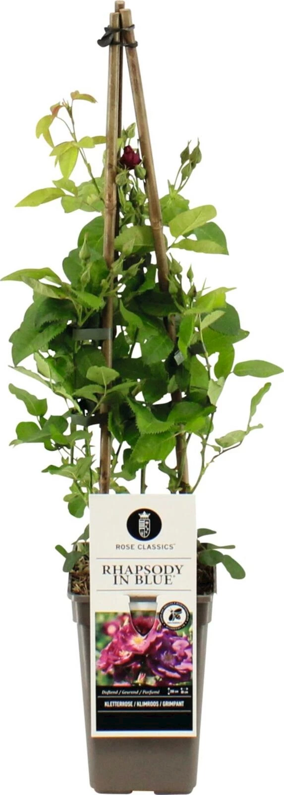 ADR Rose Rhapsody in Blue ® violet clair P17 cm Acheter - Plantes ...