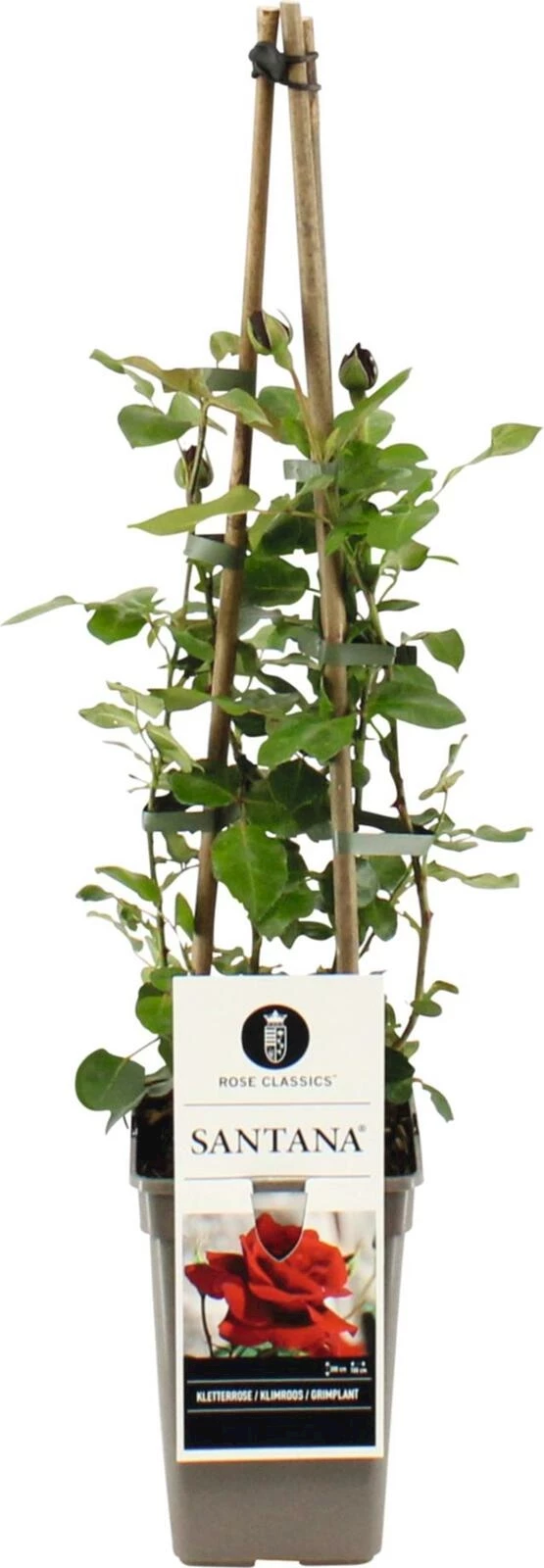 ADR Rose Santana ® rot P17 cm kaufen - Kletterpflanzen u. mehrjährige ...