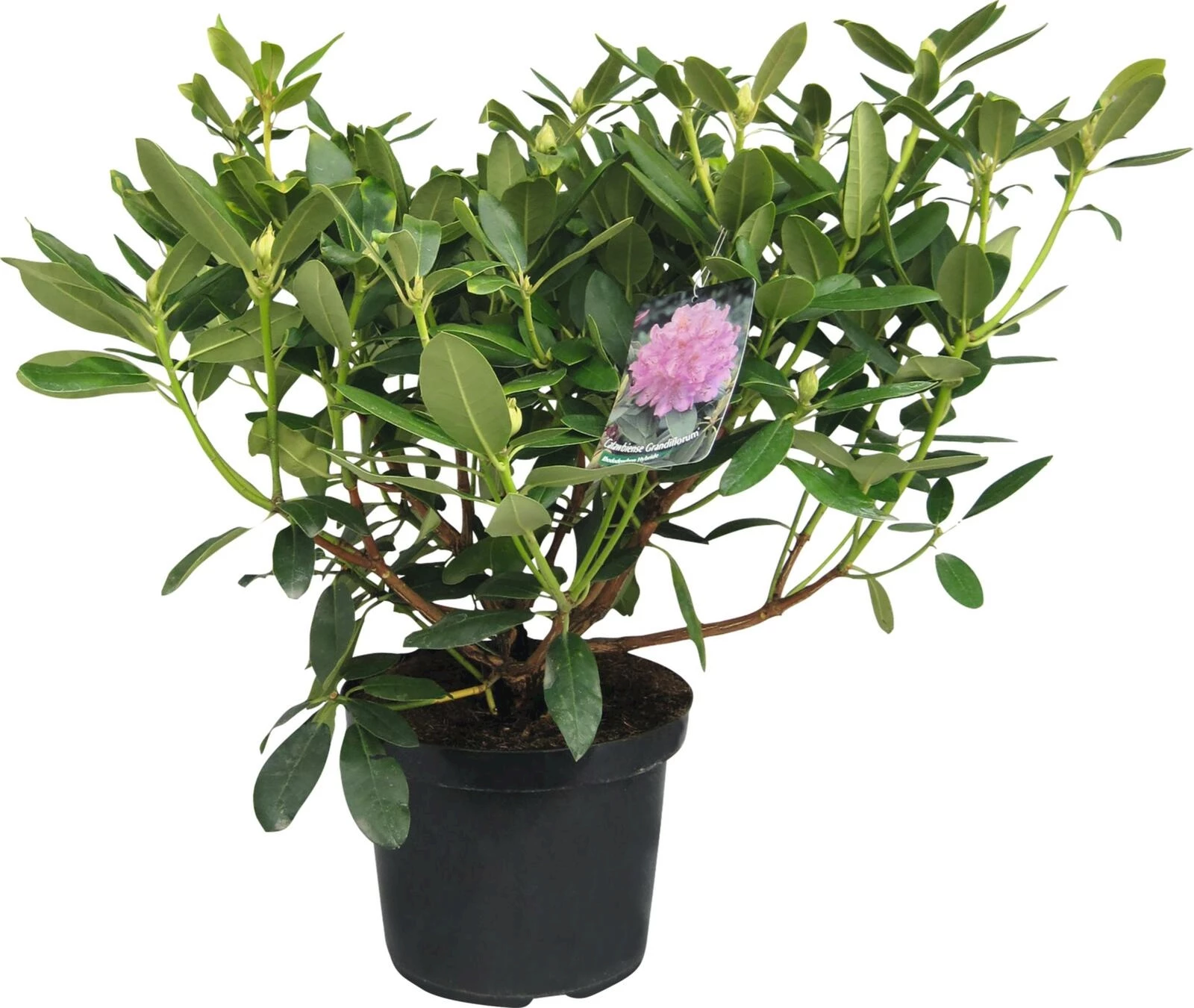 Rhododendron cat Grandifl. lila P27 cm kaufen - Baumschule - LANDI