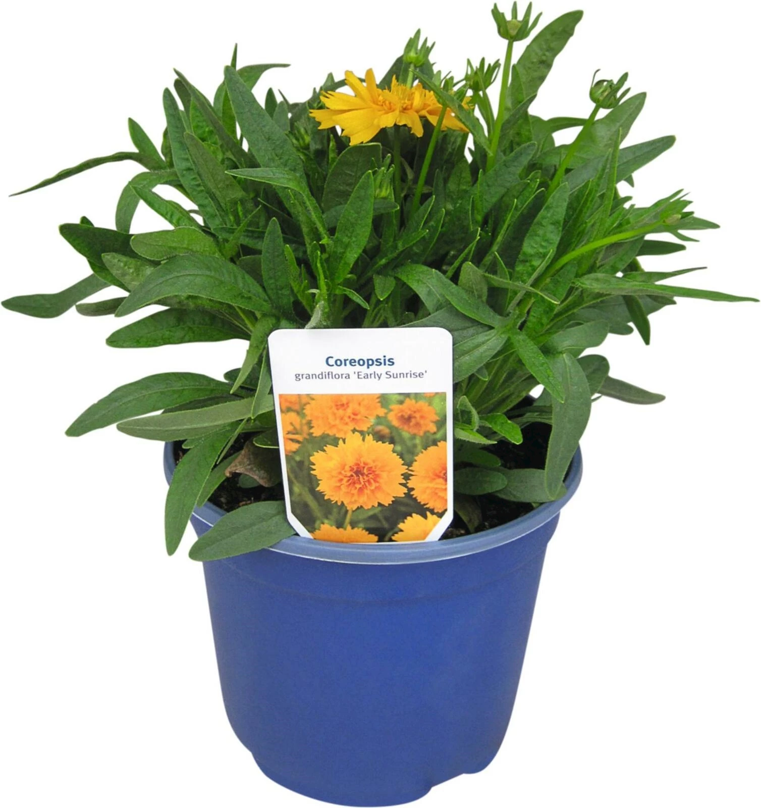 Staude Coreopsis P19 cm kaufen - Kletterpflanzen u. mehrjährige ...