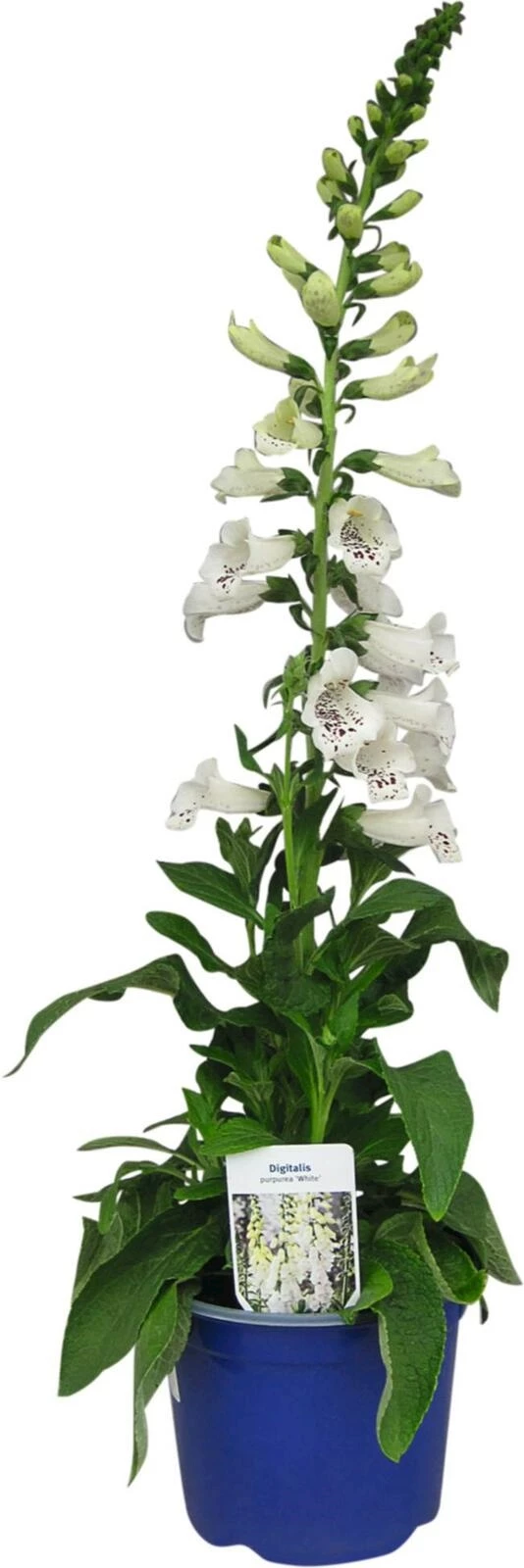 Staude Digitalis P19 cm kaufen - Kletterpflanzen u. mehrjährige ...