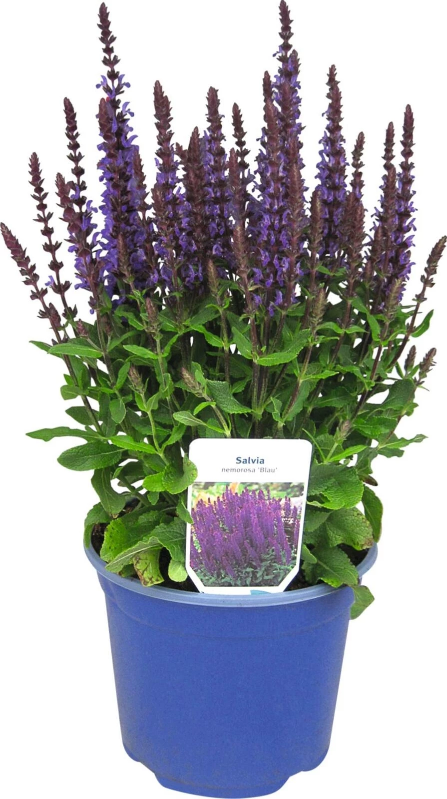 Staude Salvia P19 cm kaufen - Kletterpflanzen u. mehrjährige Pflanzen ...
