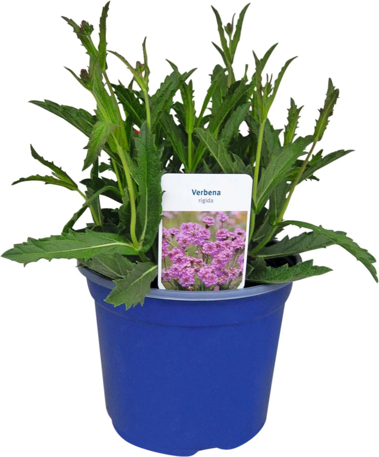 Staude Verbena P19 cm kaufen - Kletterpflanzen u. mehrjährige Pflanzen ...