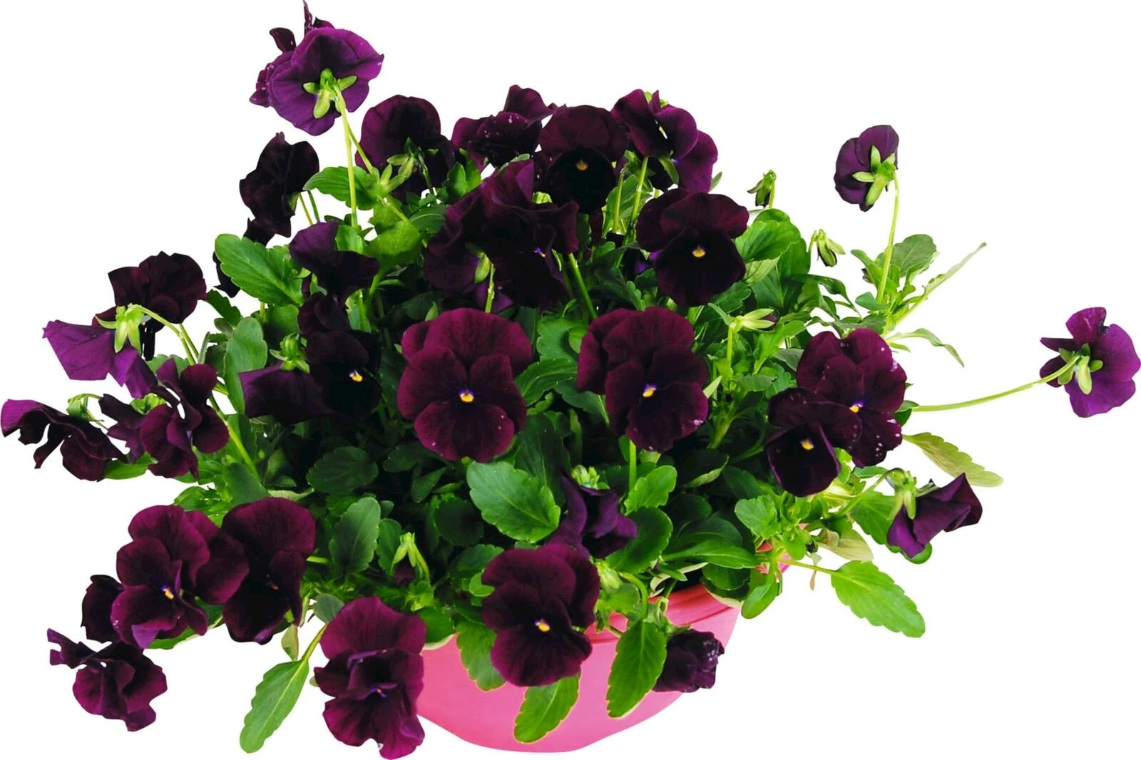Viola Cool Wave violet Bac P20 cm Acheter - Plantes à massif et à ...
