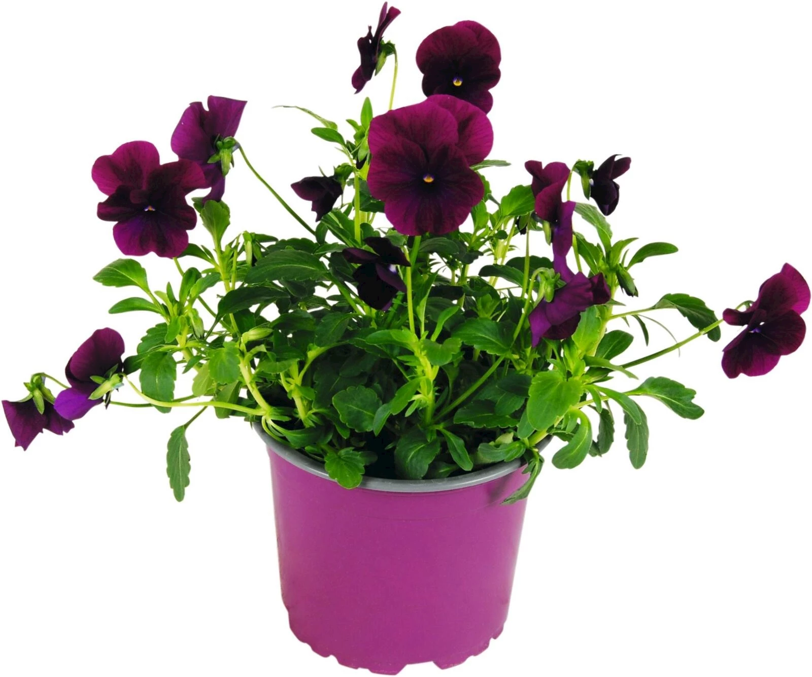 Viola Cool Wave violett P12 cm kaufen - Einjährige Beet- u ...