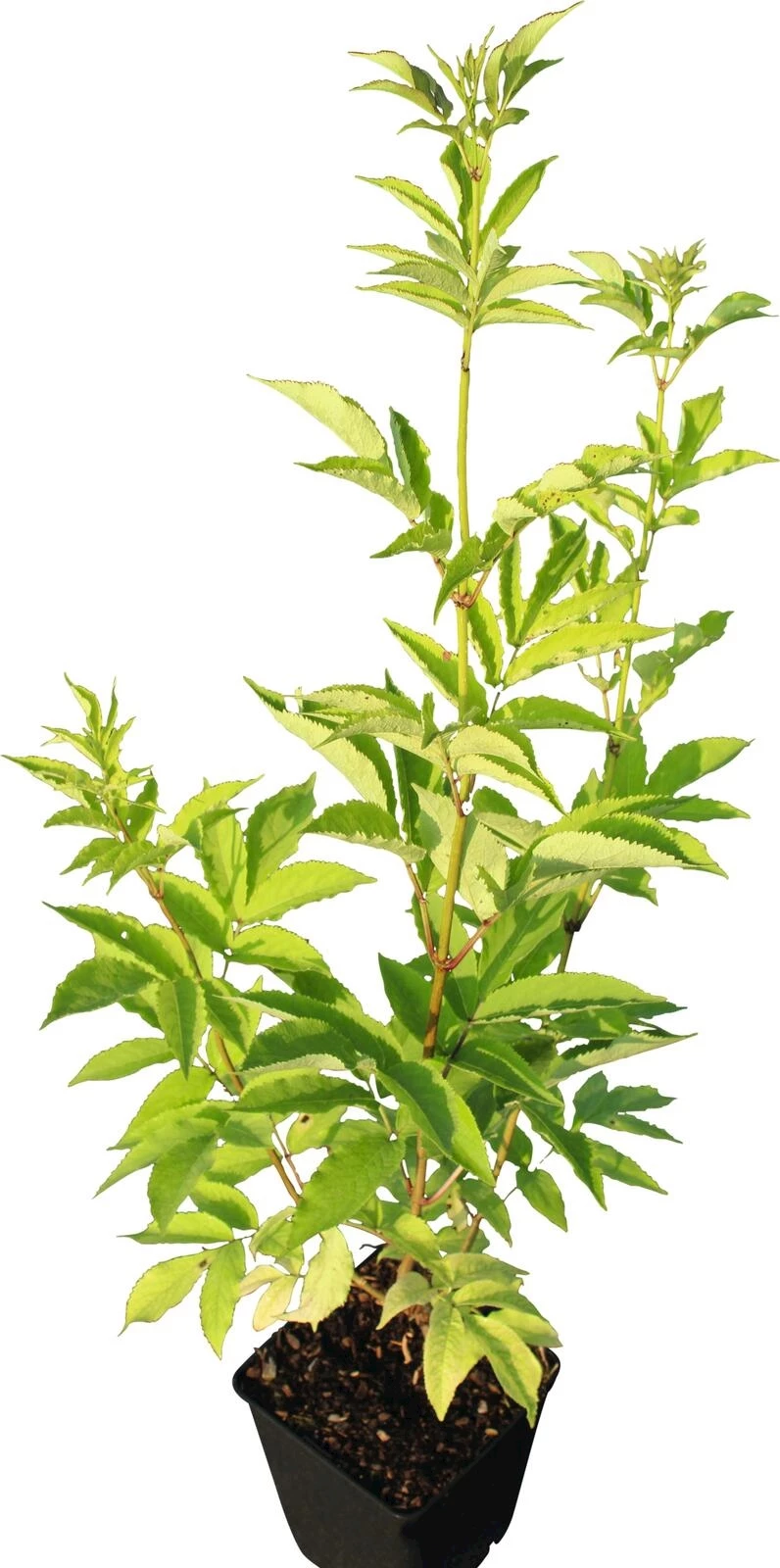 Holunder Rot P5 l kaufen - Obst u. Beeren - LANDI