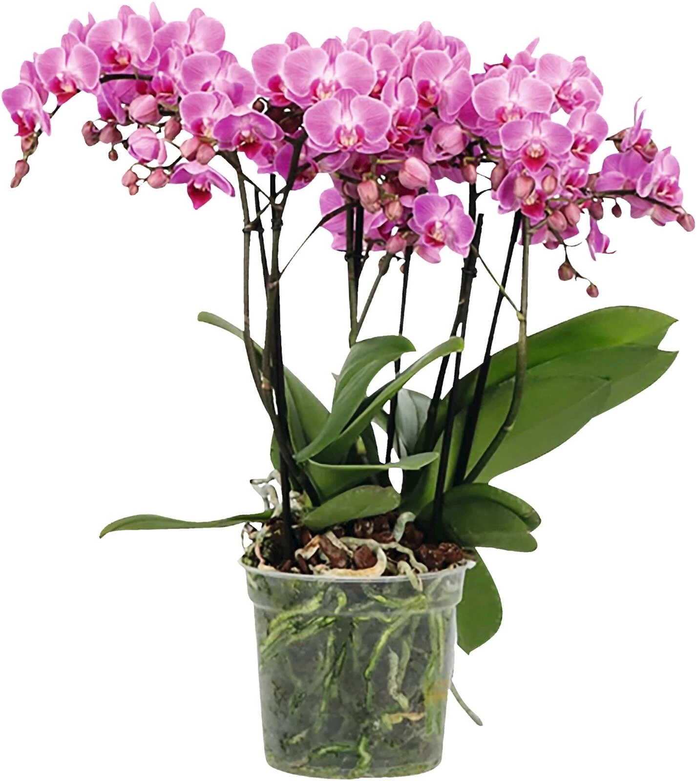 Phalaenopsis Flora 5 Rispen P15 cm kaufen - Orchideen - LANDI