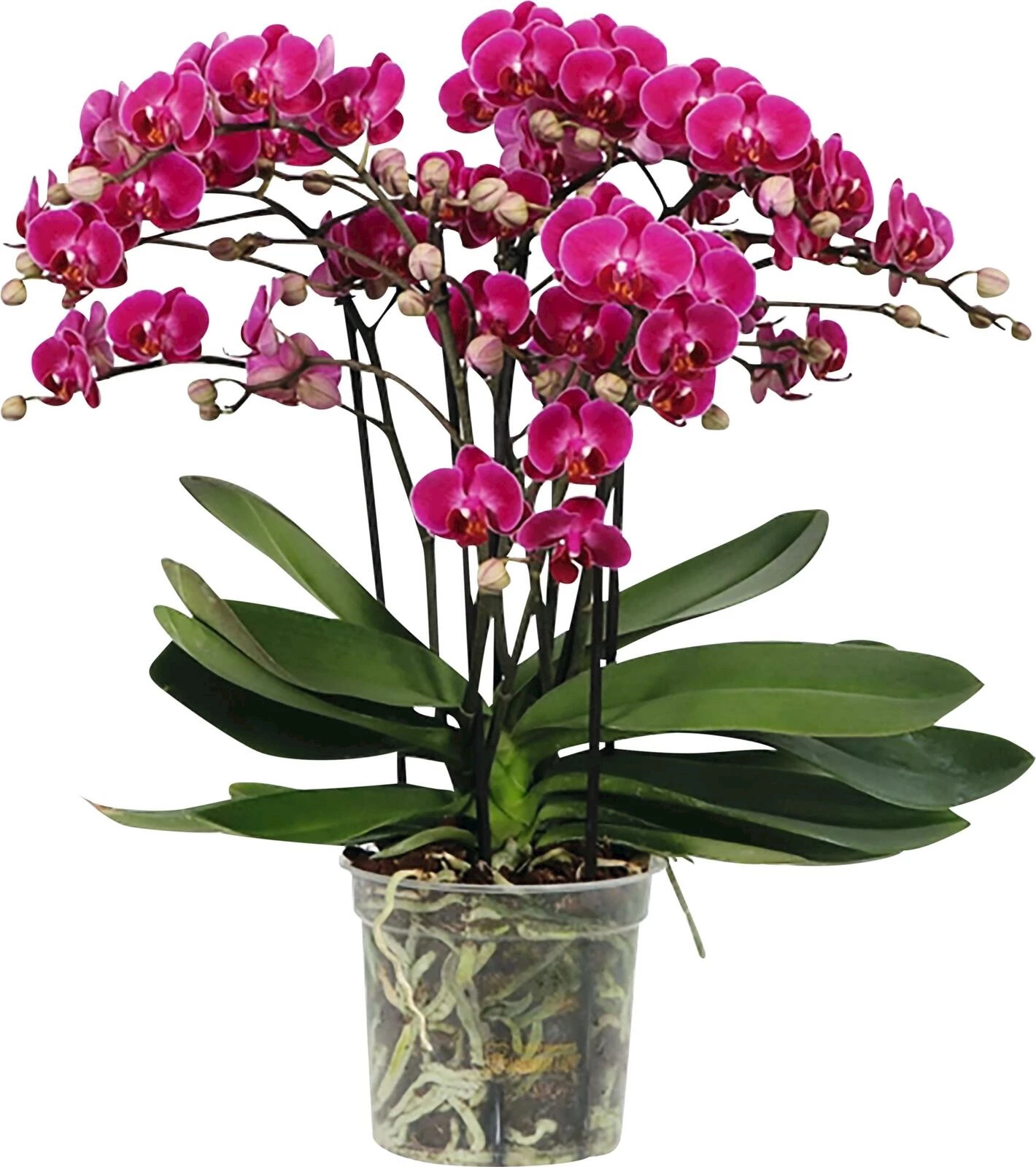 Phalaenopsis Flora 5 Rispen P15 cm kaufen - Orchideen - LANDI