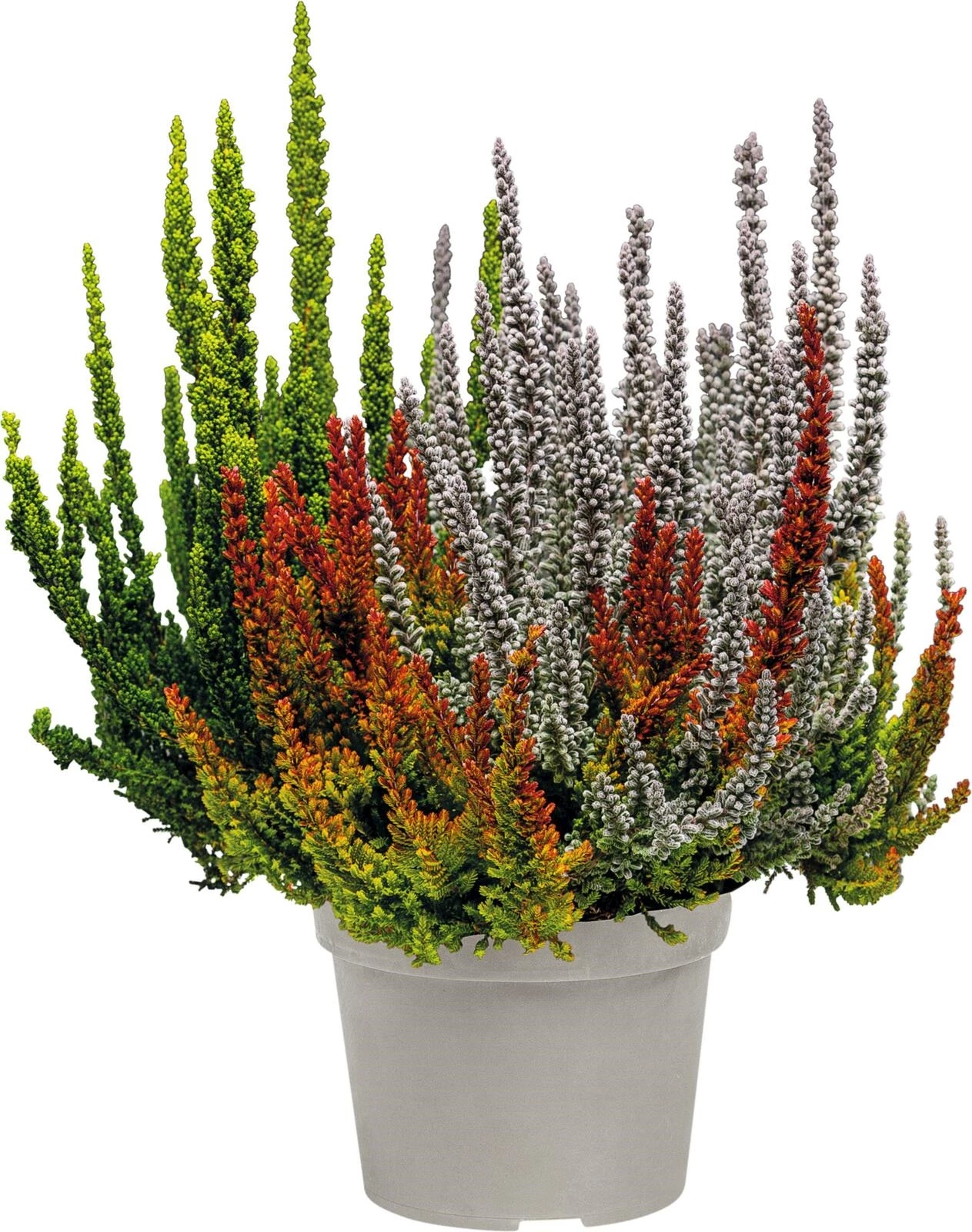 Calluna vulgaris Sunset Fire-Trio P13 cm kaufen - Einjährige Beet- u ...