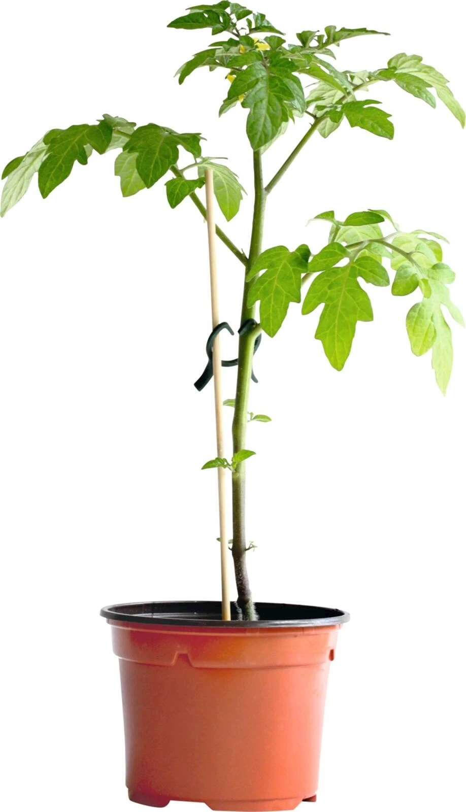 Tomaten Cherry Sugared P10.5 cm kaufen - Setzlinge u. Gemüse - LANDI