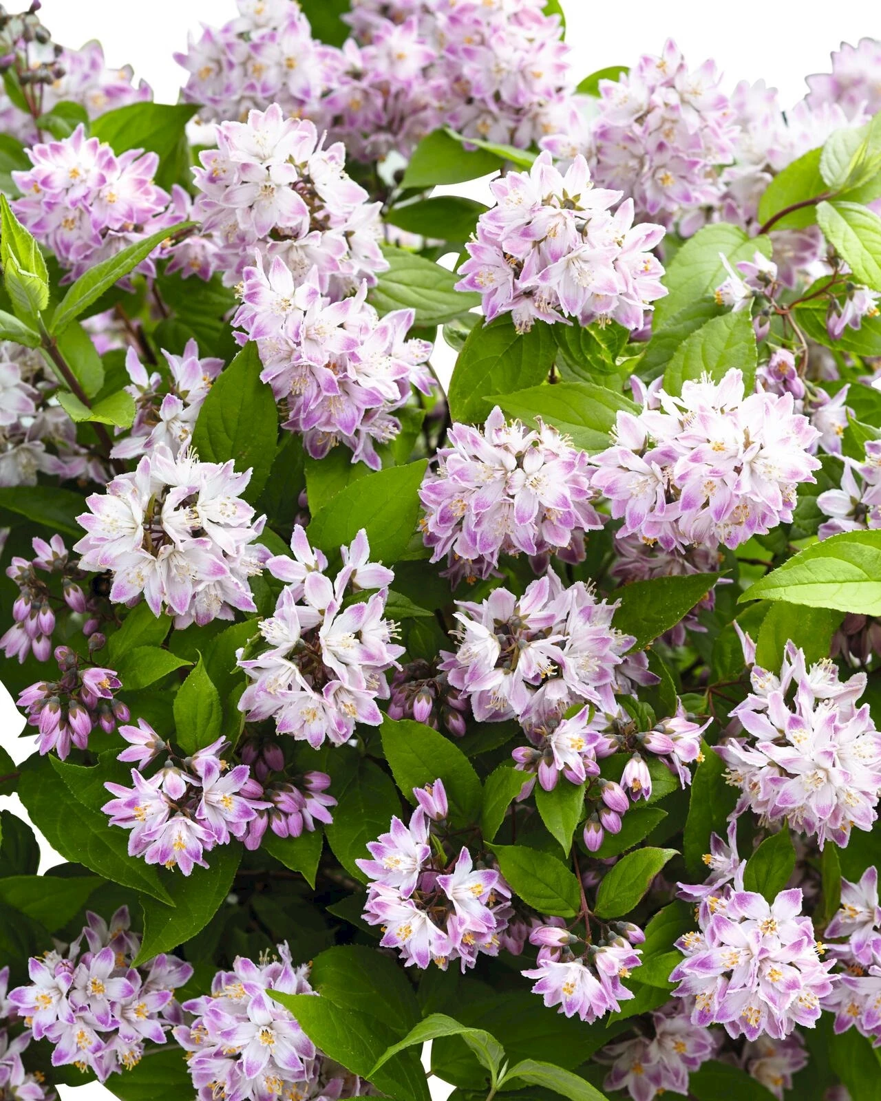 Deutzia "Raspberry Sundae " ® P4.6 l kaufen - Baumschule - LANDI