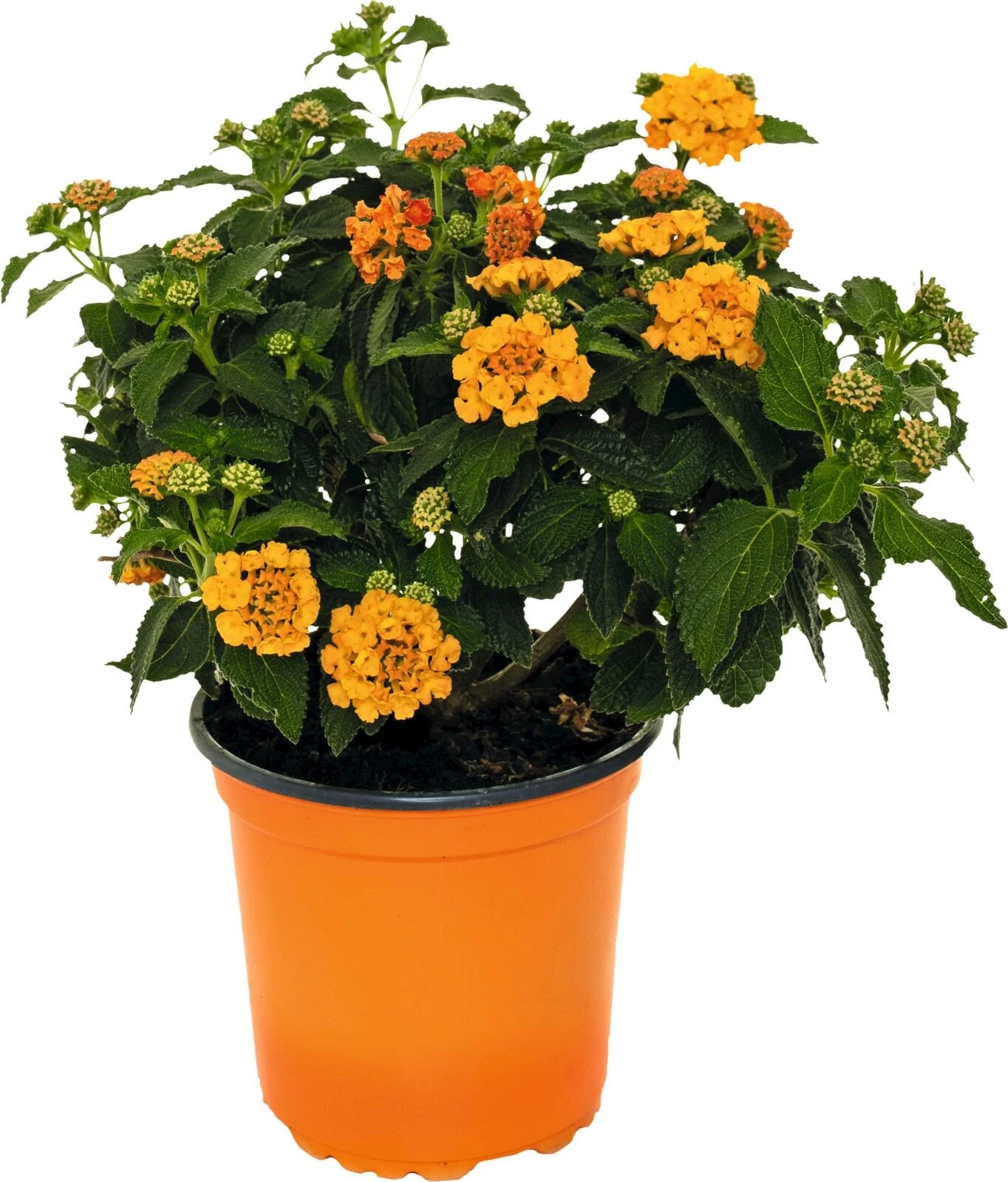 Lantana Busch P14 cm kaufen - Mediterrane Pflanzen - LANDI