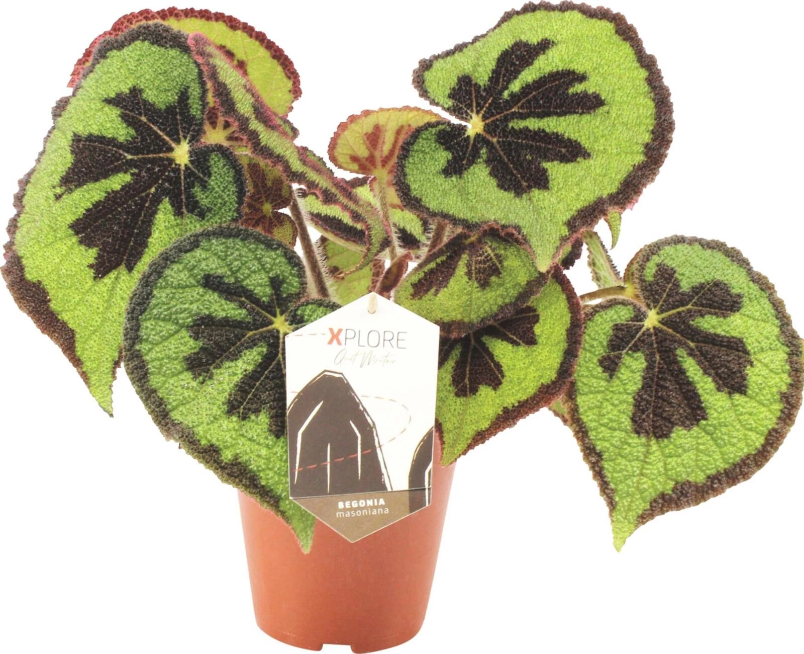 Begonia masoniana Rock P15 cm Acheter - Plantes de chambre - LANDI