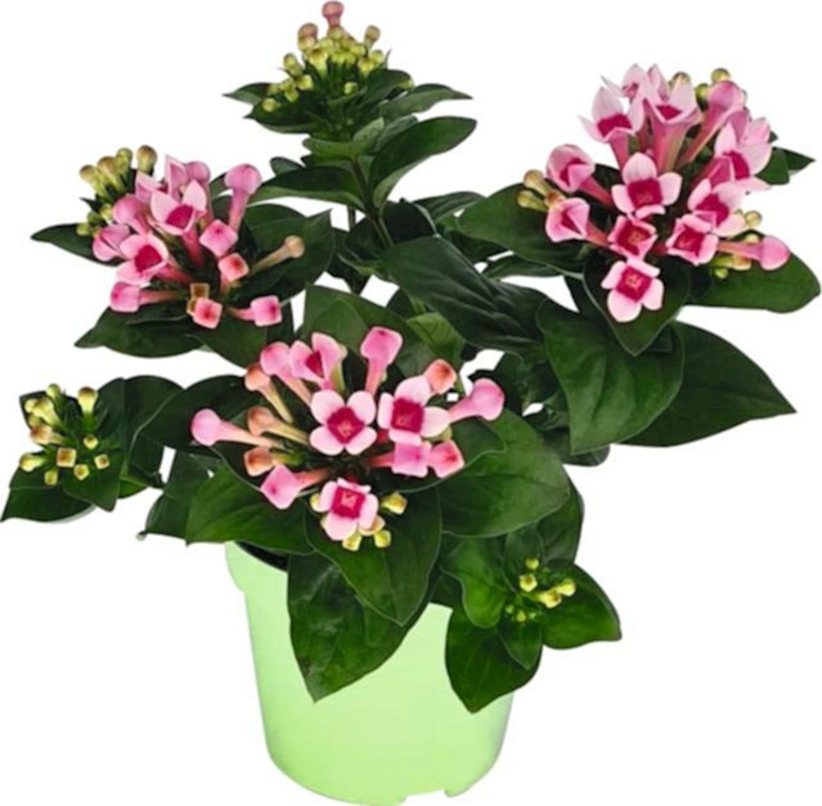 Bouvardia rose P12 cm Acheter - Plantes à massif et à balcon annuelles ...