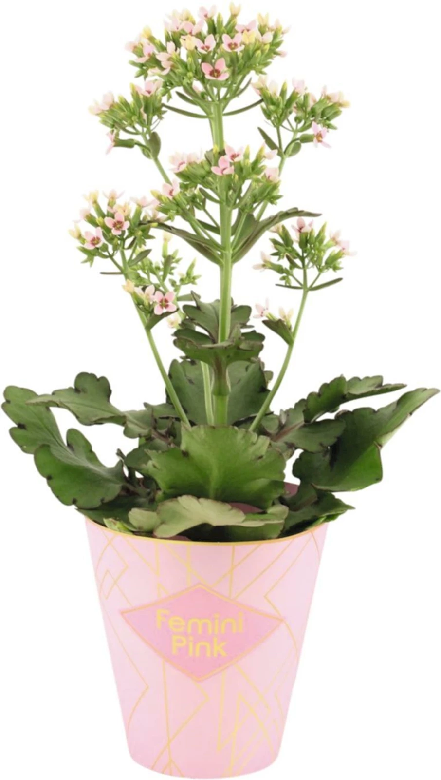 Kalanchoe Femini Pink P14 cm Acheter - Plantes de chambre - LANDI
