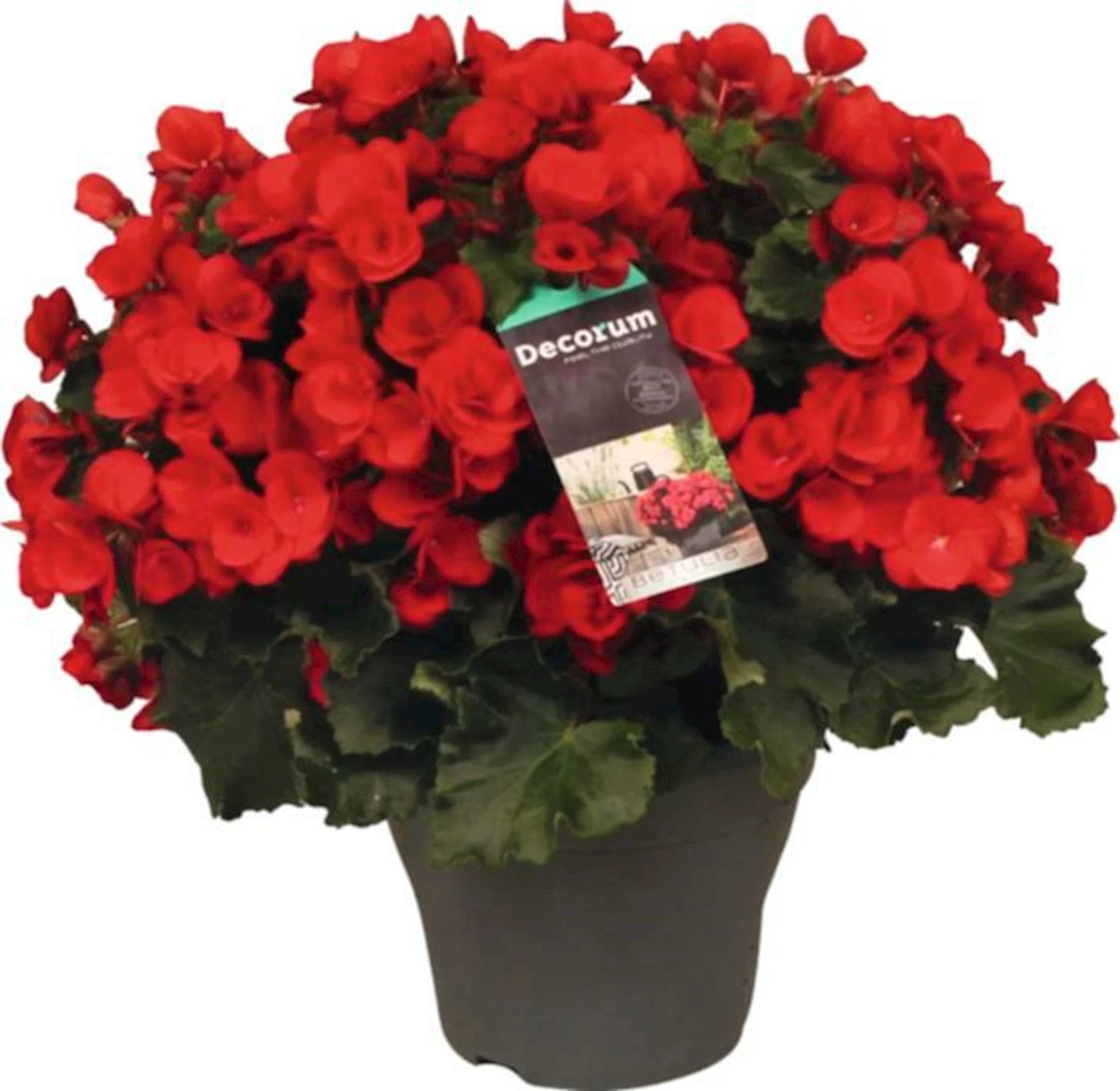 Begonia jardin betula rouge P19 cm Acheter - Plantes à massif et à ...