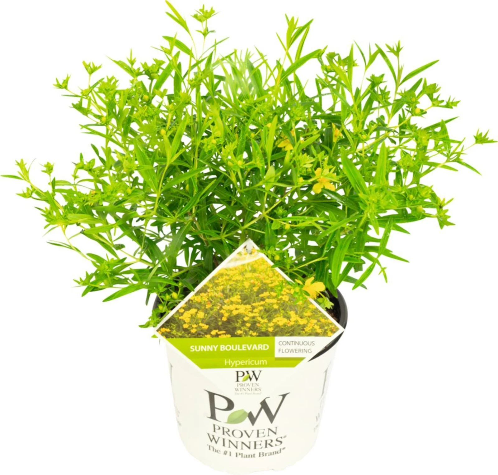 Nandina Mix P19 cm kaufen - Kletterpflanzen u. mehrjährige Pflanzen - LANDI